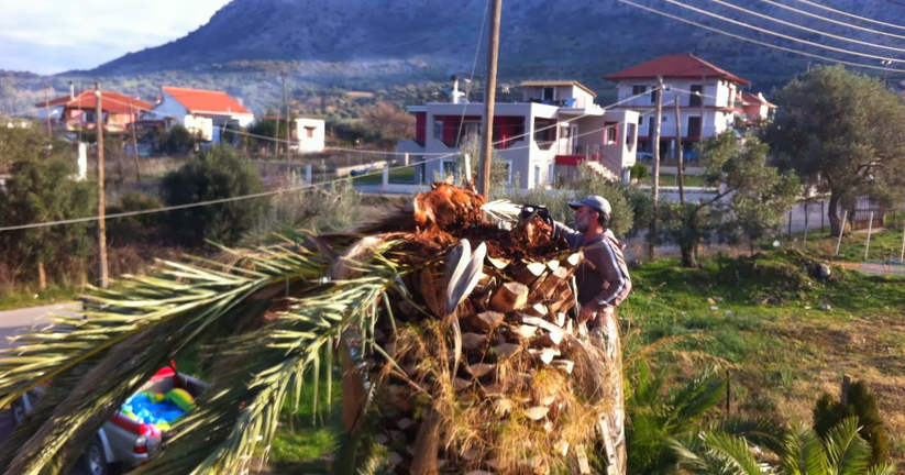 ΖΕΙΔΩΡΟΝ: Η «κατάρα του Φαραώ»,το κόκκινο σκαθάρι,που κατατρώει τους ...