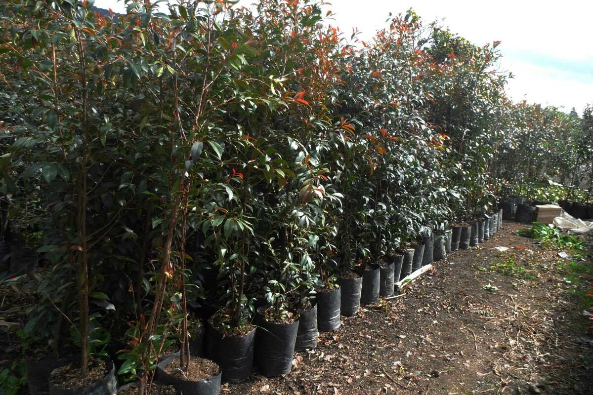 Química -Ciudad Verde