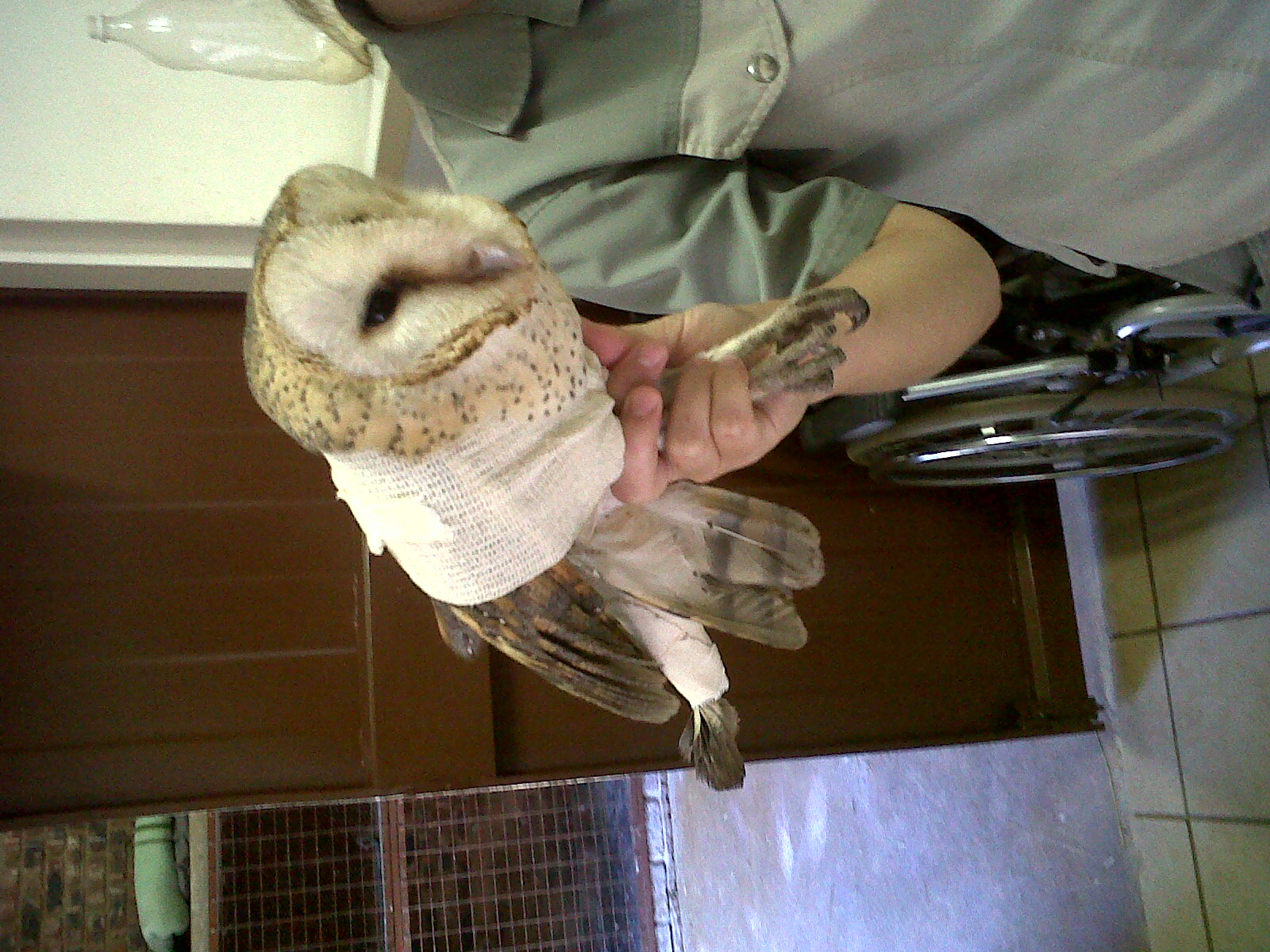 Christelle with the Wildlife: Owl getting injured