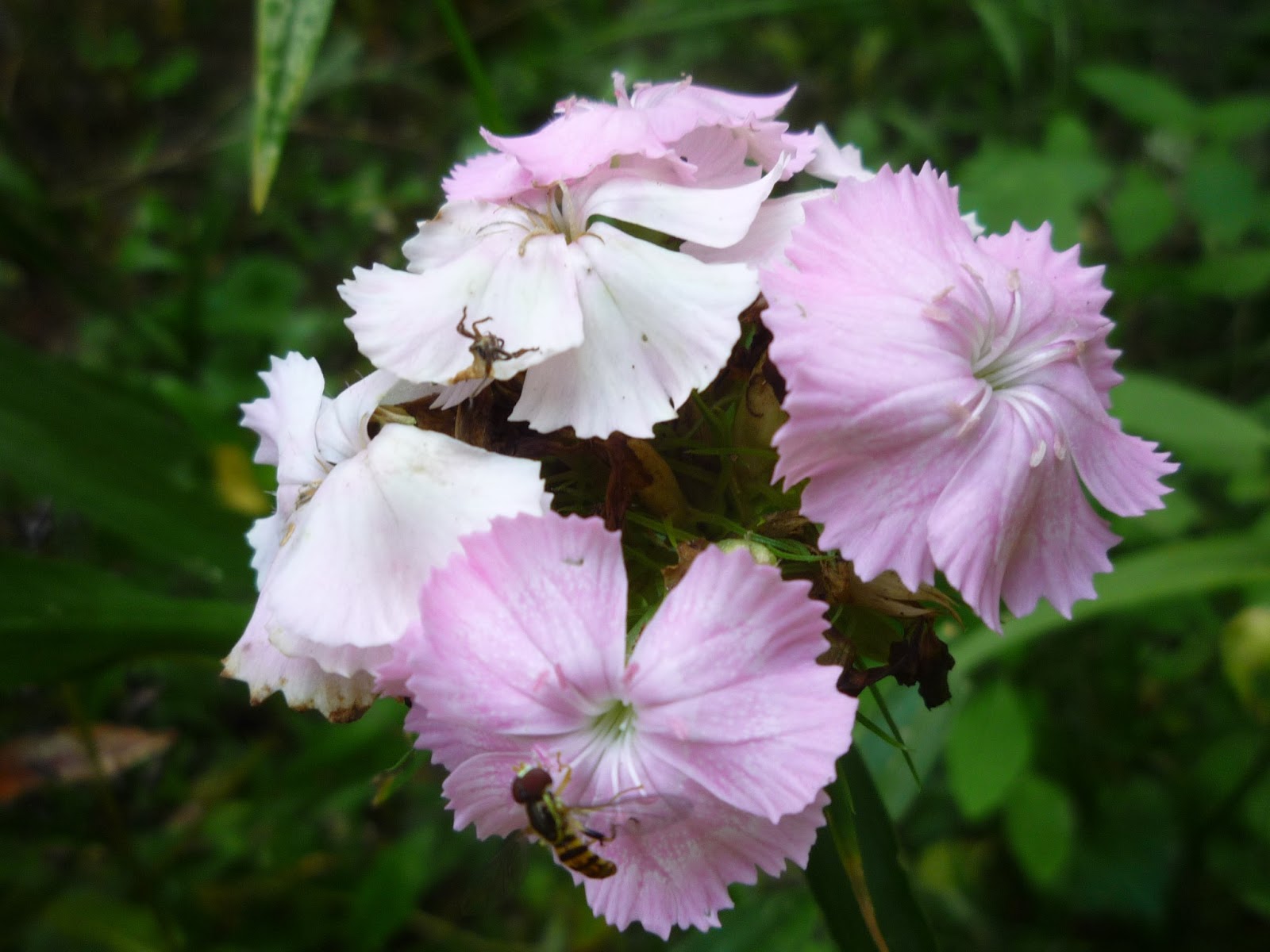 Vermont Flowers July 2013 | Litter with a Story To Tell