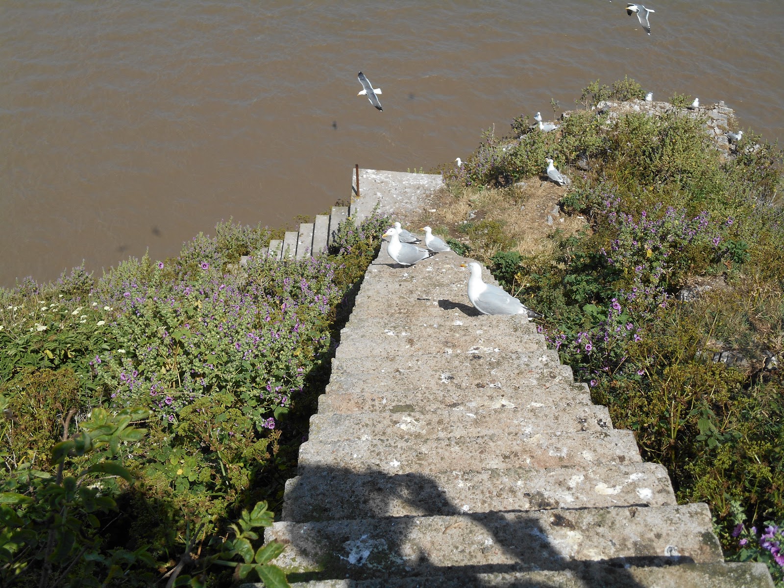 A lifetime of Islands: Island 66 - Steep Holm, Somerset