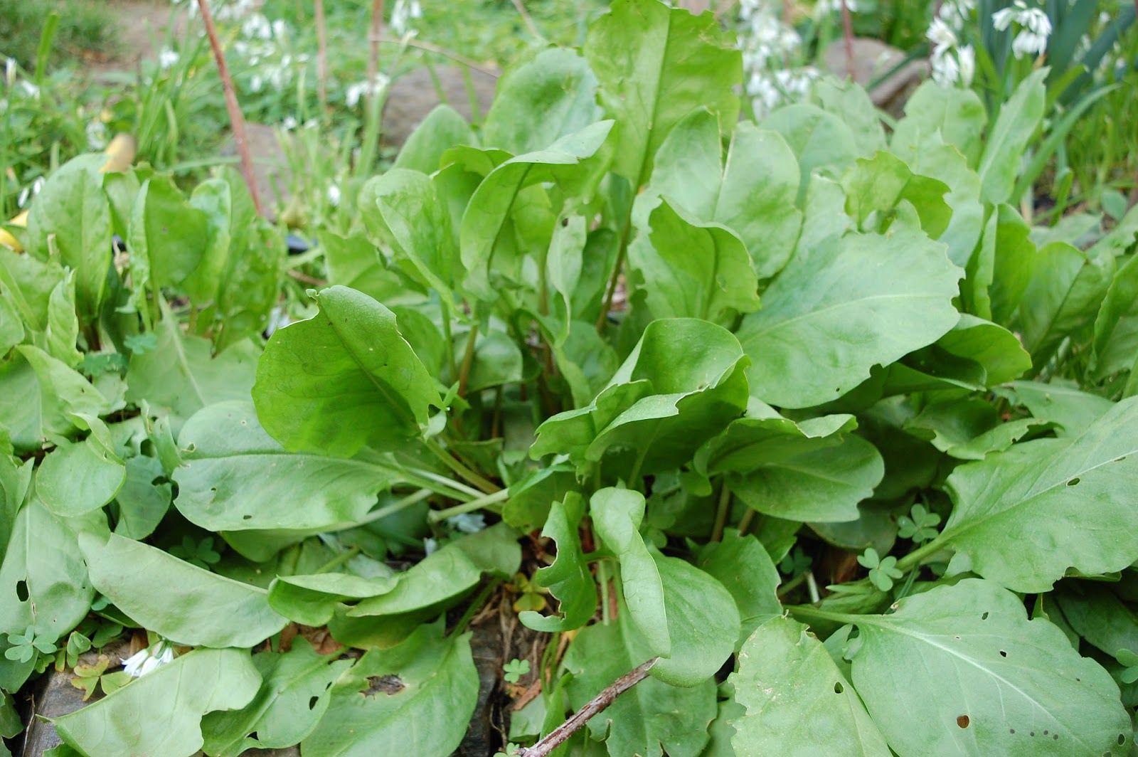 Las plantas y sus usos: Propiedades y beneficios de la acedera