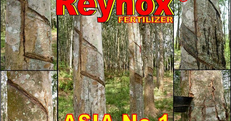 Baja Pokok Getah Terbaik Di Asia ~ Reynox Malaysia