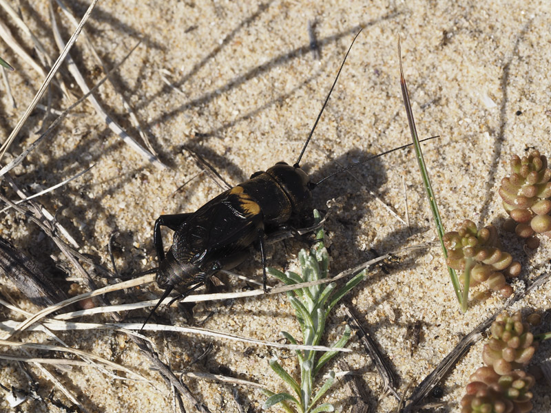 Paseos por la naturaleza: Gryllus campestris Grillo común