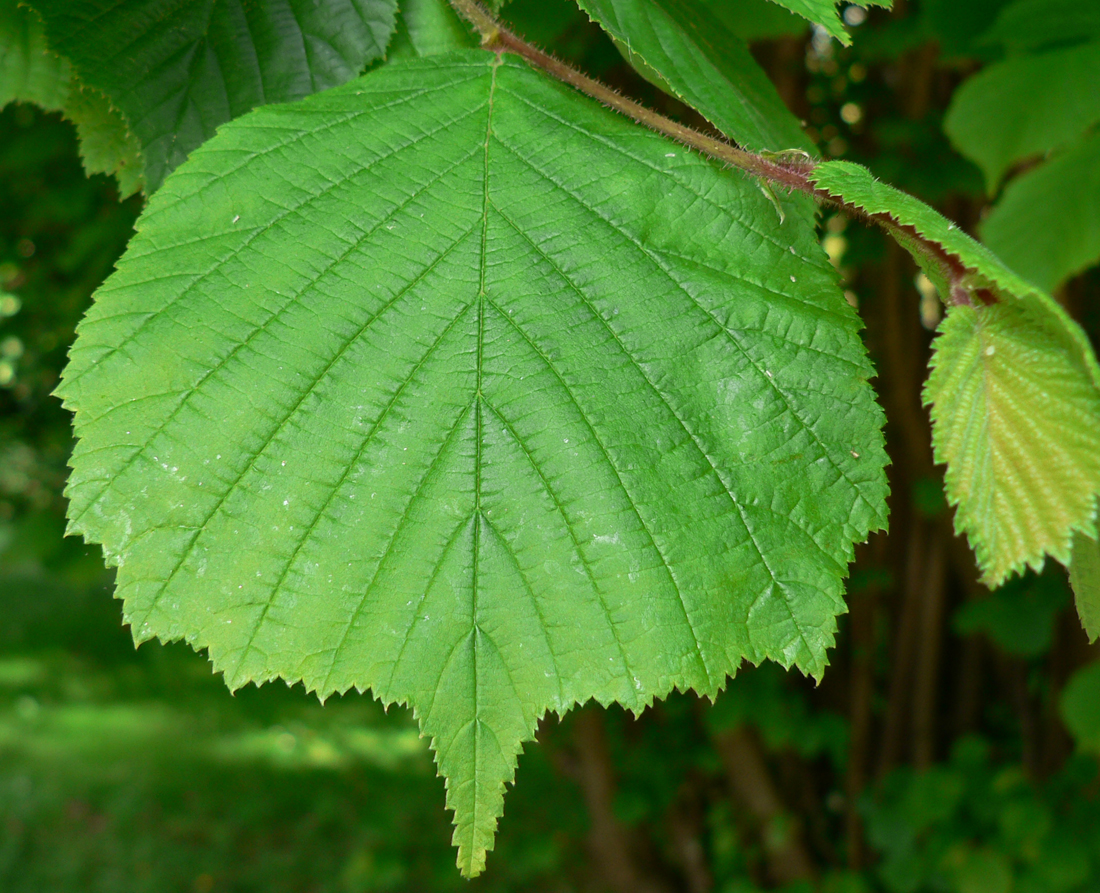 Á R B O L E S (T R E E S) y P A L M E R A S (P A L M S): Corylus ...