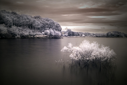 the miir image: Digital Infrared Photography Tutorial