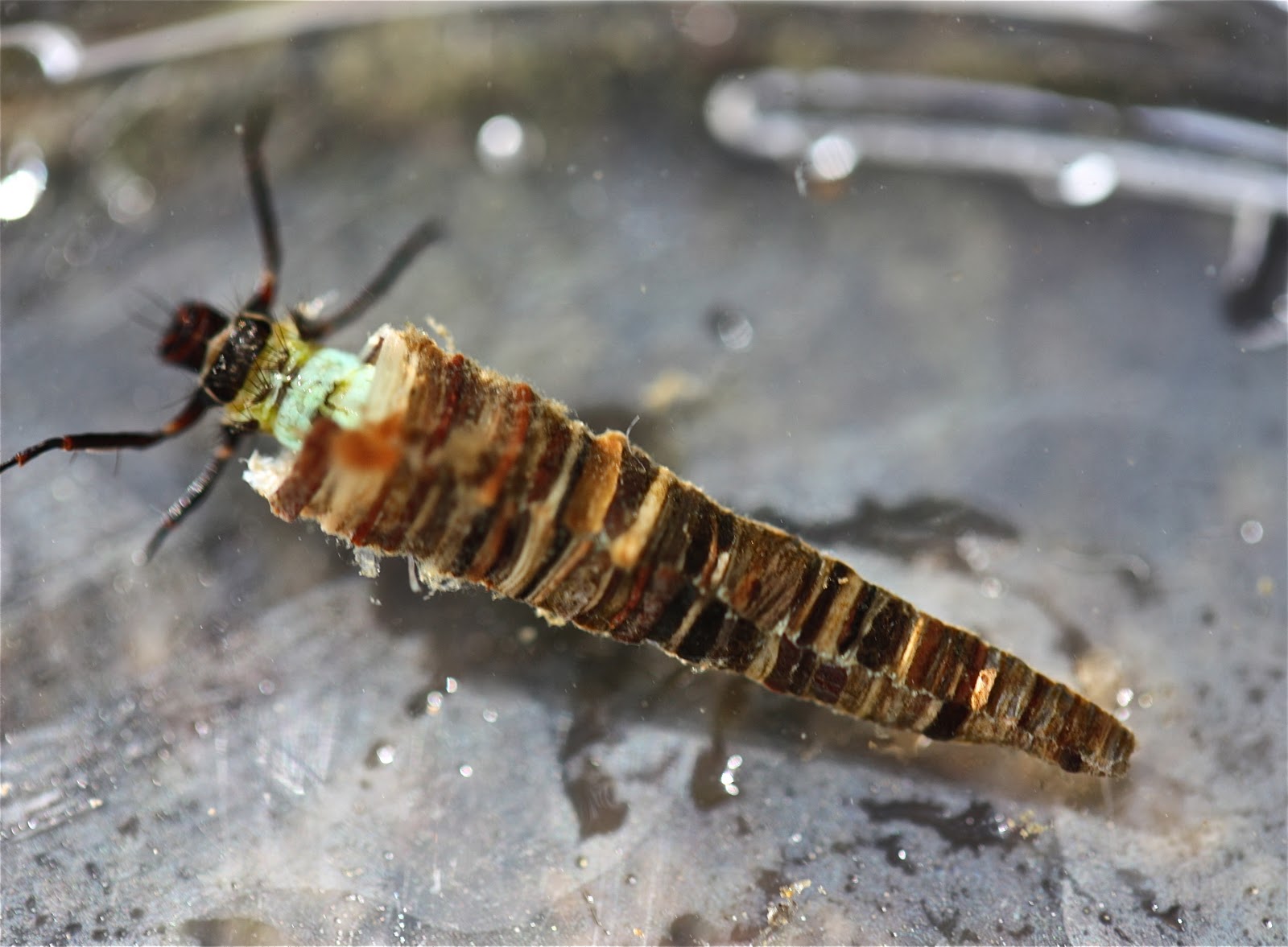 Aquatic Insects of Central Virginia: The "Case-makers": An Annual Wrap-up
