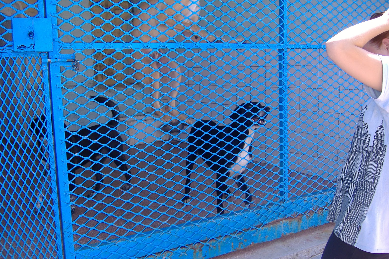 Praktik på SPCA malta