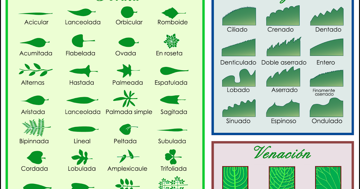 CLASIFICACION DE LAS HOJAS | PRIMERO