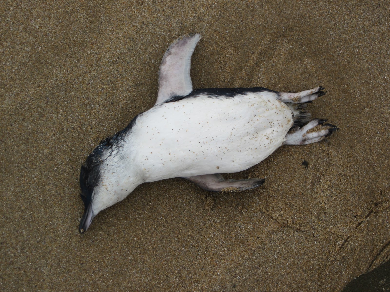 Dinosaur Dreaming: Otways 27 March