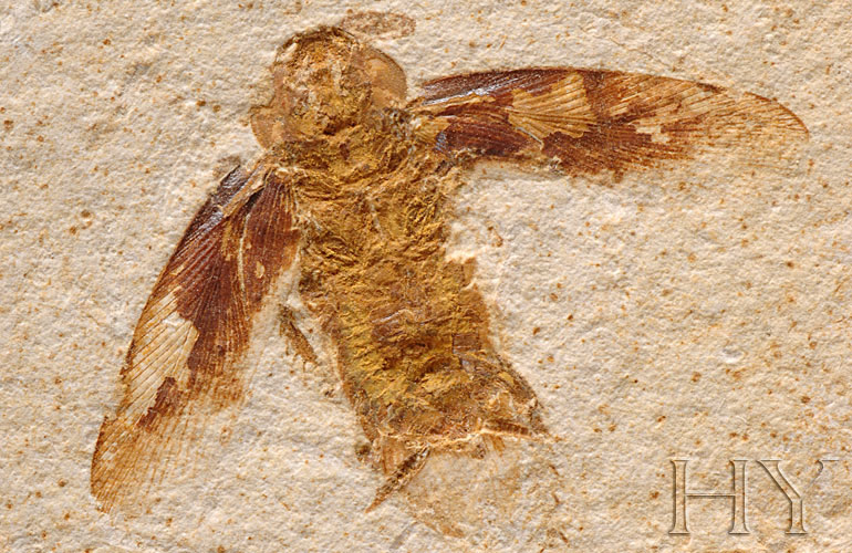 The Fact Of Creation: FOSSIL MUSEUM - SI0022: Cockroach