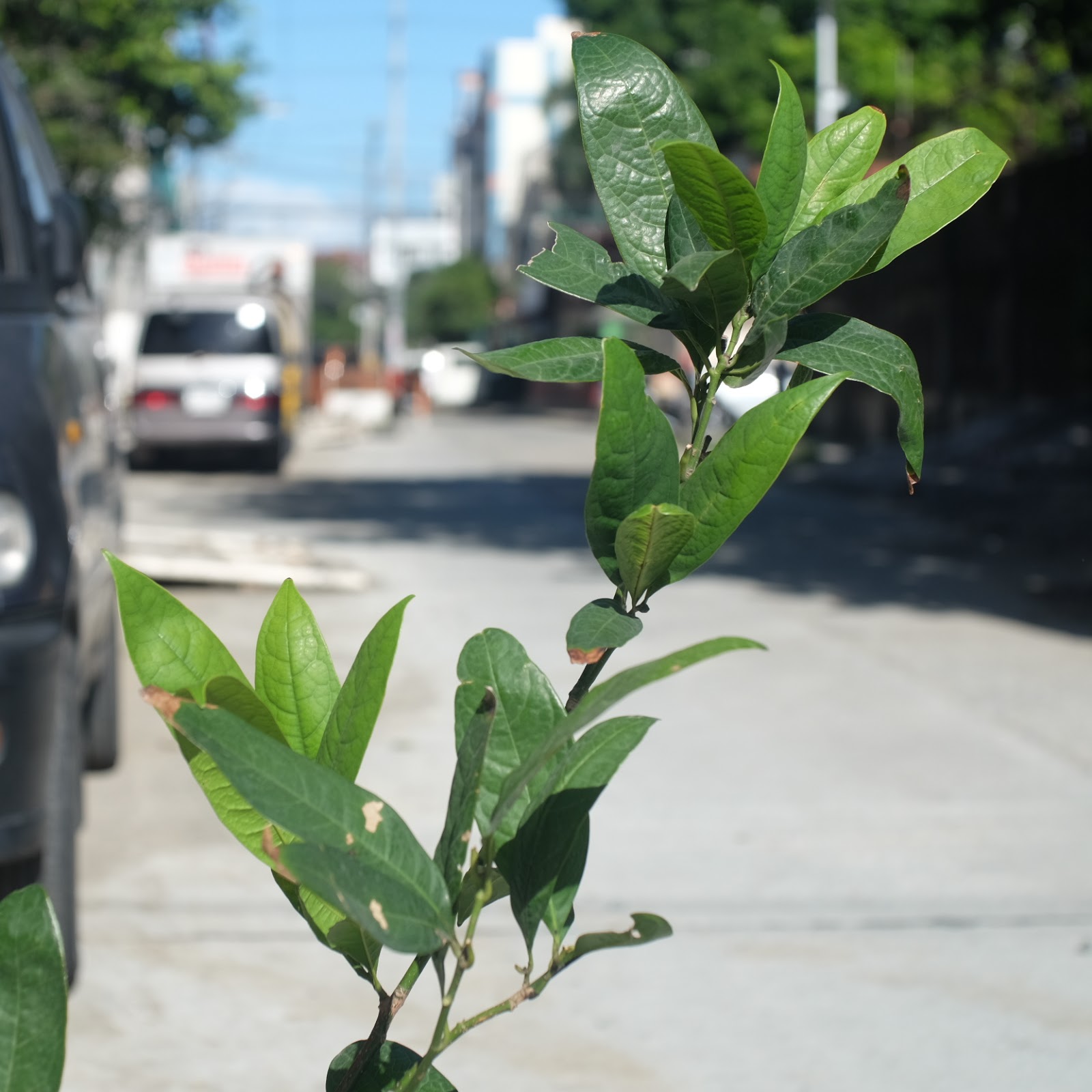 GARDENING: Coco/Coconut/Dwarf Magnolia (Magnolia coco) | Lady Rattus Blog