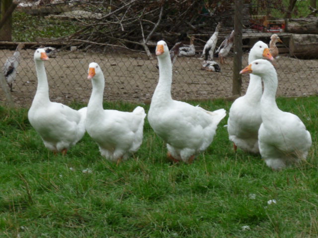 The Official PoultryBookstore.com Blog: Heavy Geese