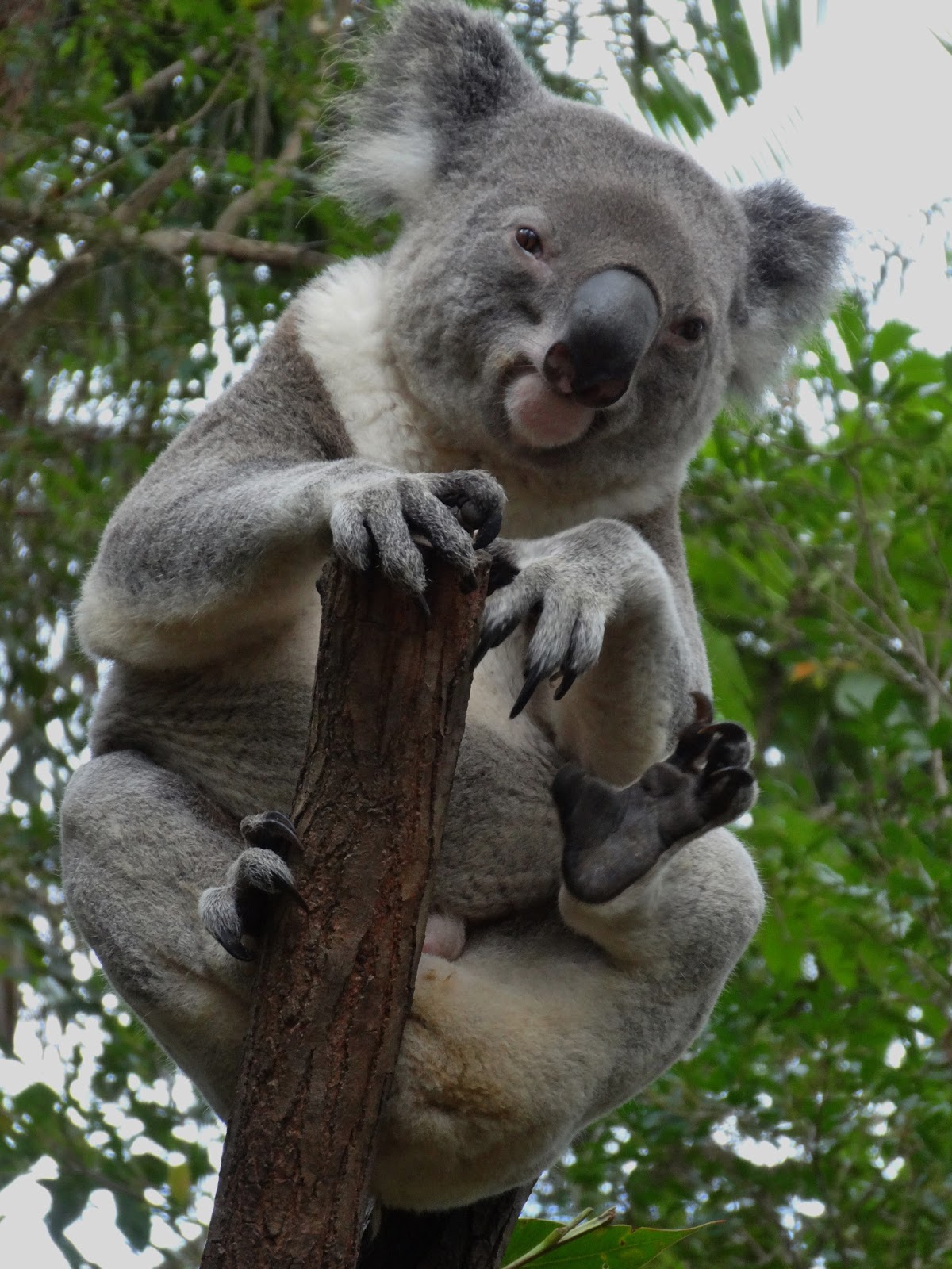Stu @ the Zoo: In Focus – Koala