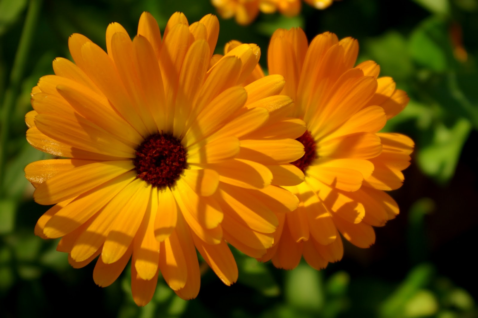 Garden Rambles: Calendula