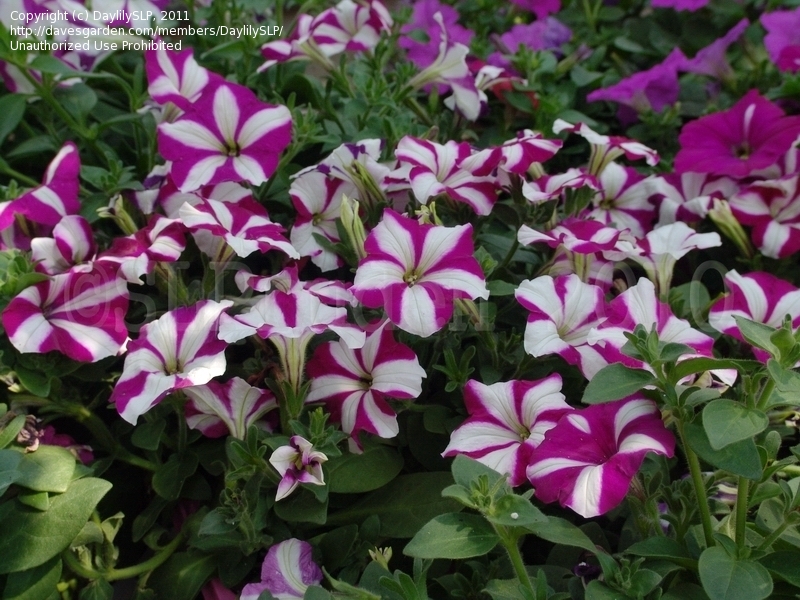 Petunia Ultra Crimson Burgundy