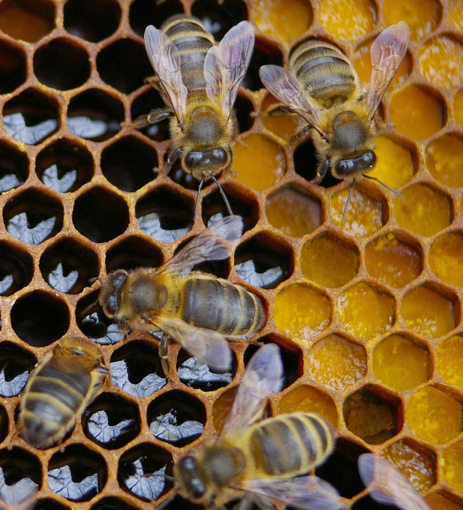 La Colmena Feliz: La abeja