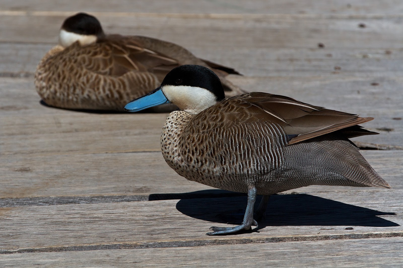 PATO PUNA - Anas Puna | Observatorio de la Naturaleza