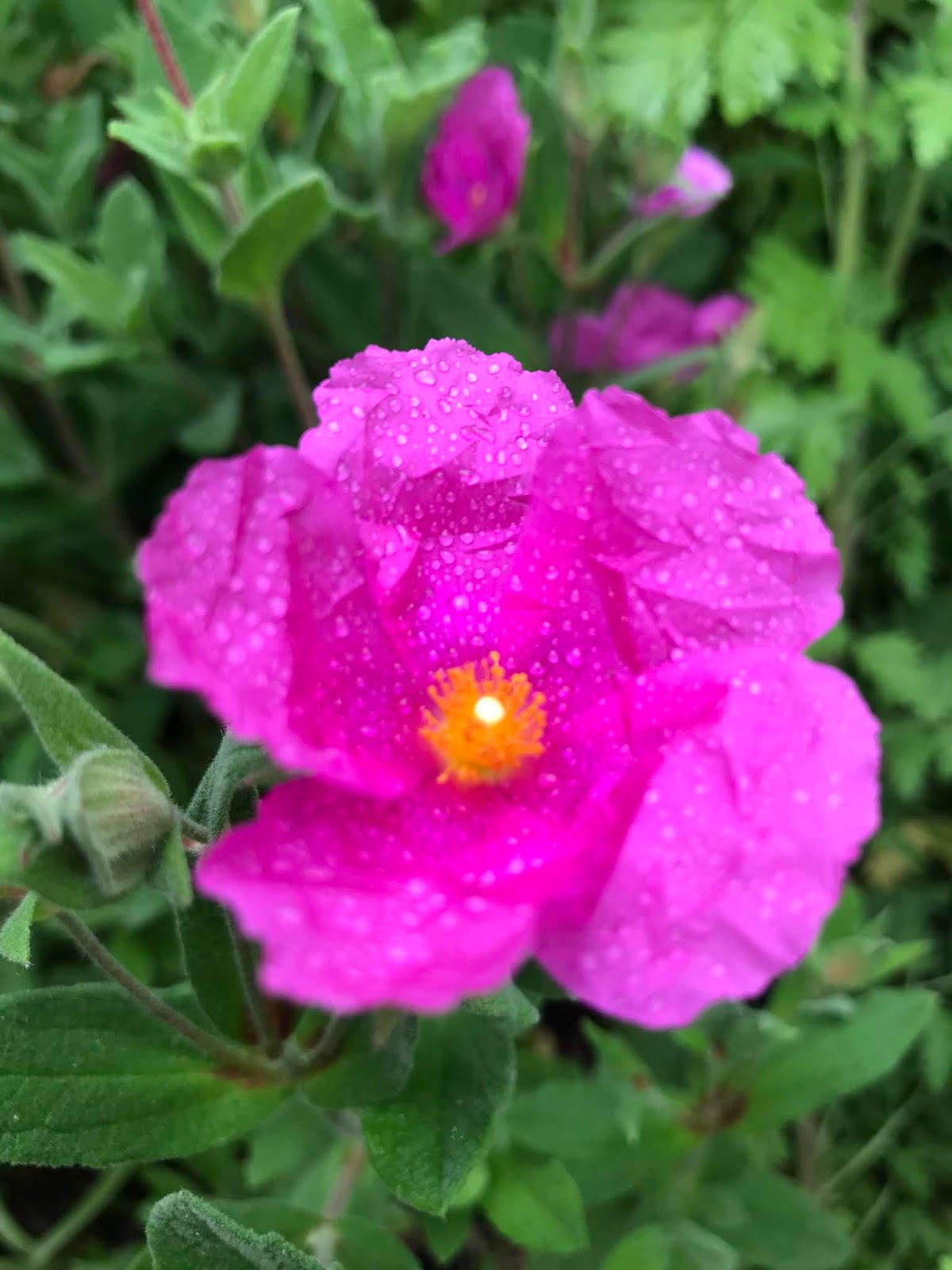 On Discovering A Garden: Gopher Resistant Plants