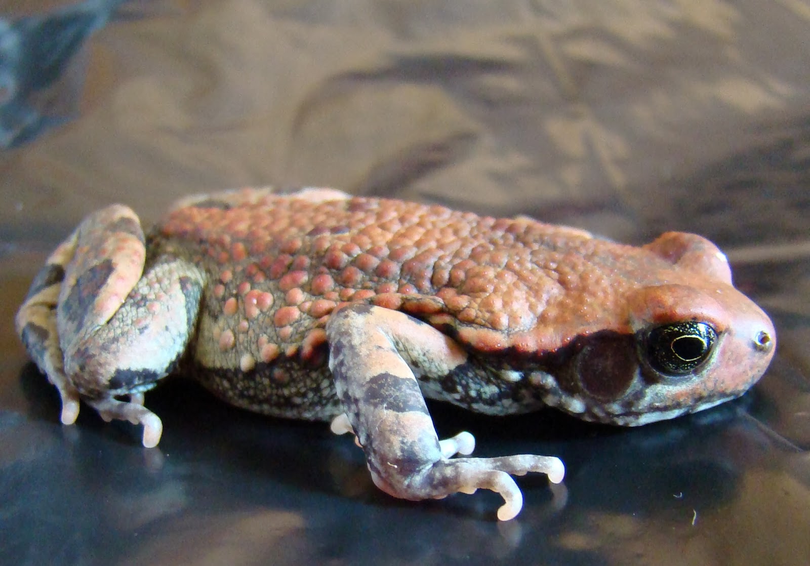 Environmental Rehabilitation and Indigenous Landscape Design ...