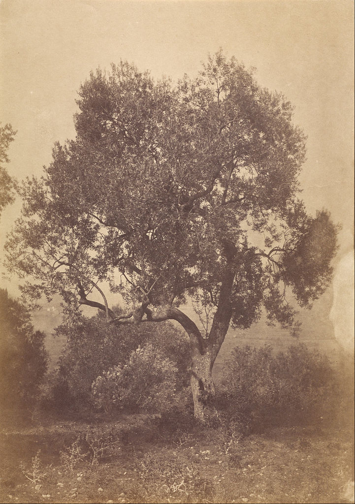 Spencer Alley: Getty Museum Photographs from Olden Days