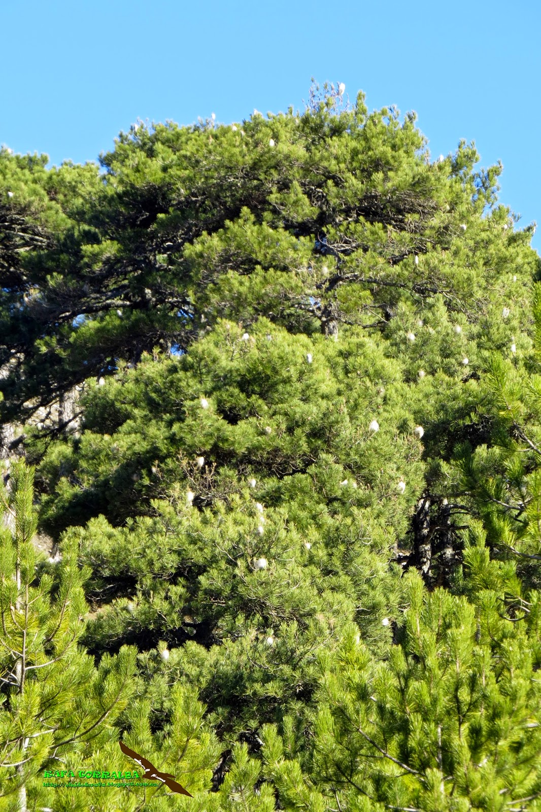 El Nido de Rafa: Subida a La Almenara