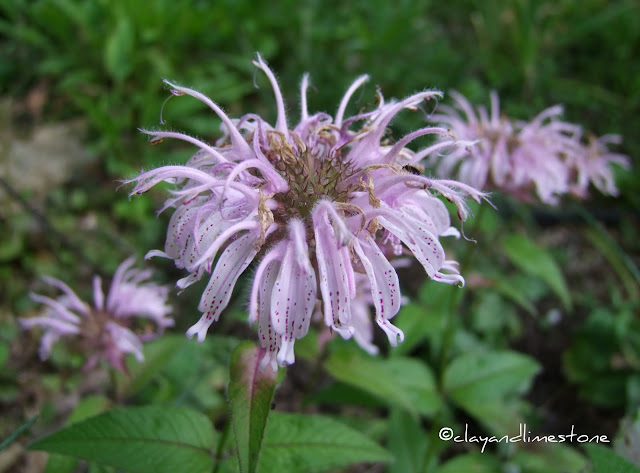 clay and limestone: Native and Exotic Blooms For May GBBD