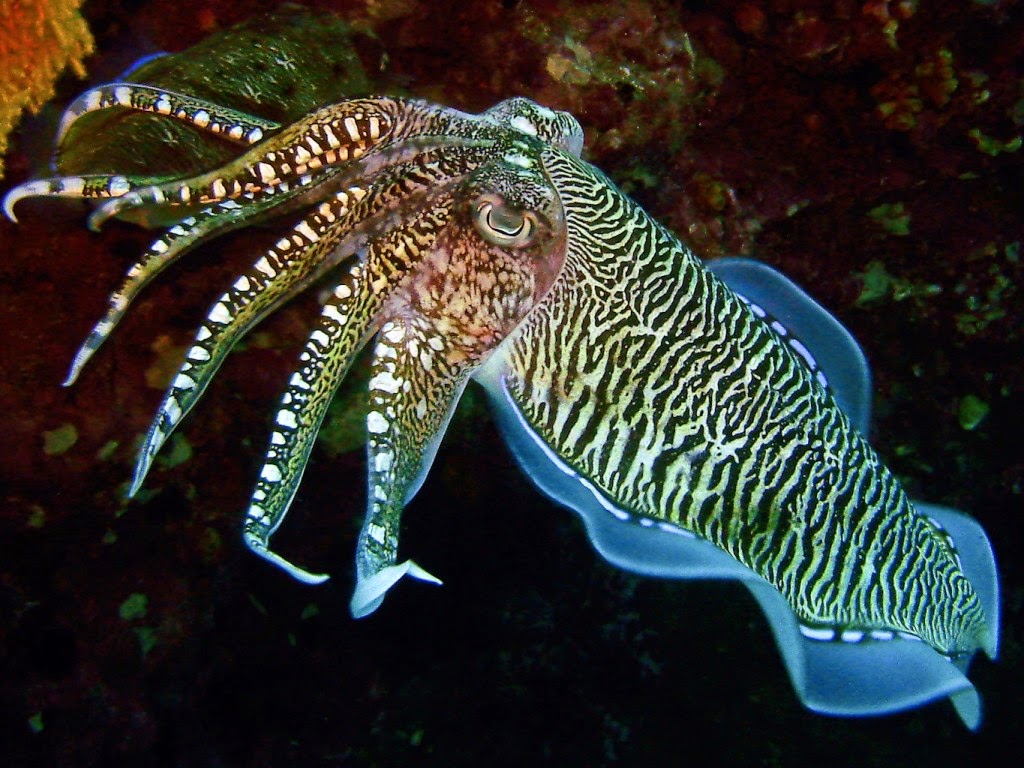 DRCS Science Blog: pharaoh cuttlefish