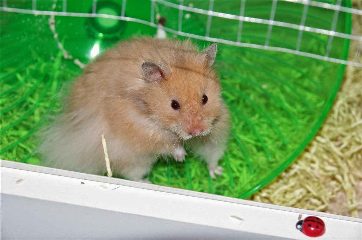 Hamstercitos :3: Variedad Cromática del Hamster Sirio: Colores Agoutí