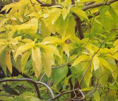 Tanaman Obat : KOL BANDA | Manfaat dan Khasiat