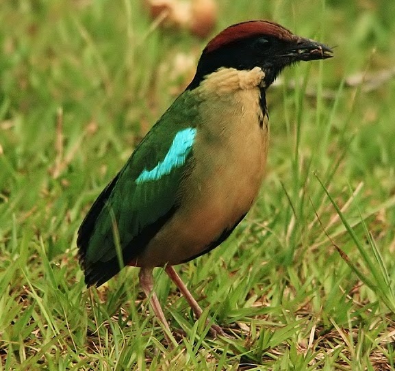 Birds of the World: Noisy pitta