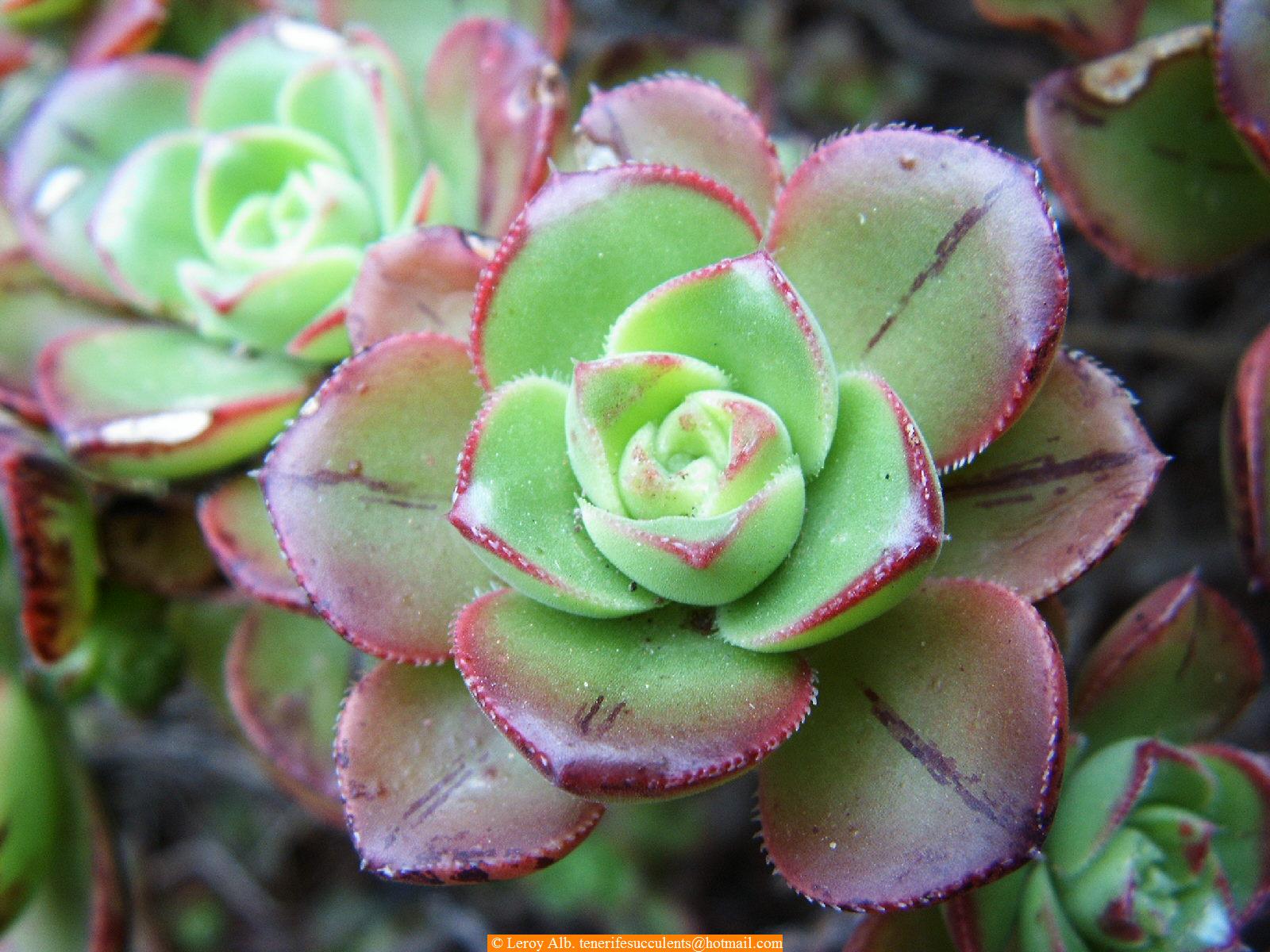 Excotic Flora and Canarian Flora : Crassulaceae - Genus Aeonium ...