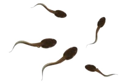 SERIBU BLOG: Kecebong Dari jarak dekat ternyata Unyu-unyu banget