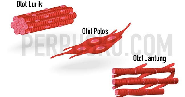 Jaringan Otot (Muscle Tissue)