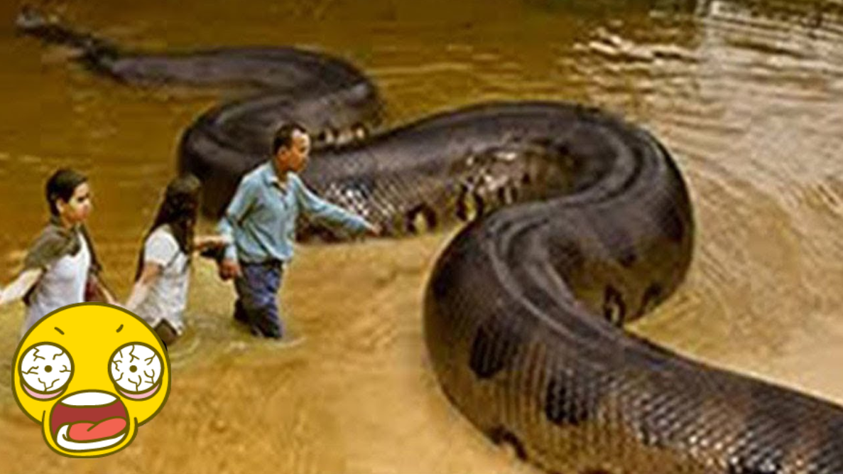 MERINDING ! INILAH 10 MONSTER MENGERIKAN PENGUASA SUNGAI AMAZON ...