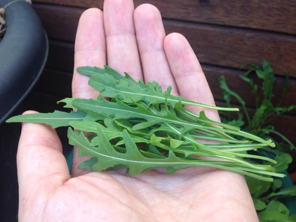 VIDA FELIZ: na Horta: Como Cultivar Rúcula