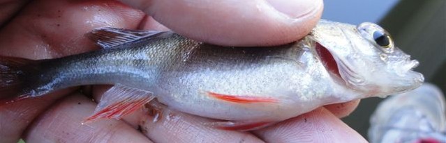 Out fishing: Hom en kuit