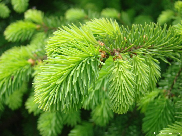 SPYGLIUOČIŲ ELIKSYRAS CHLOROFILAS – Saraswati