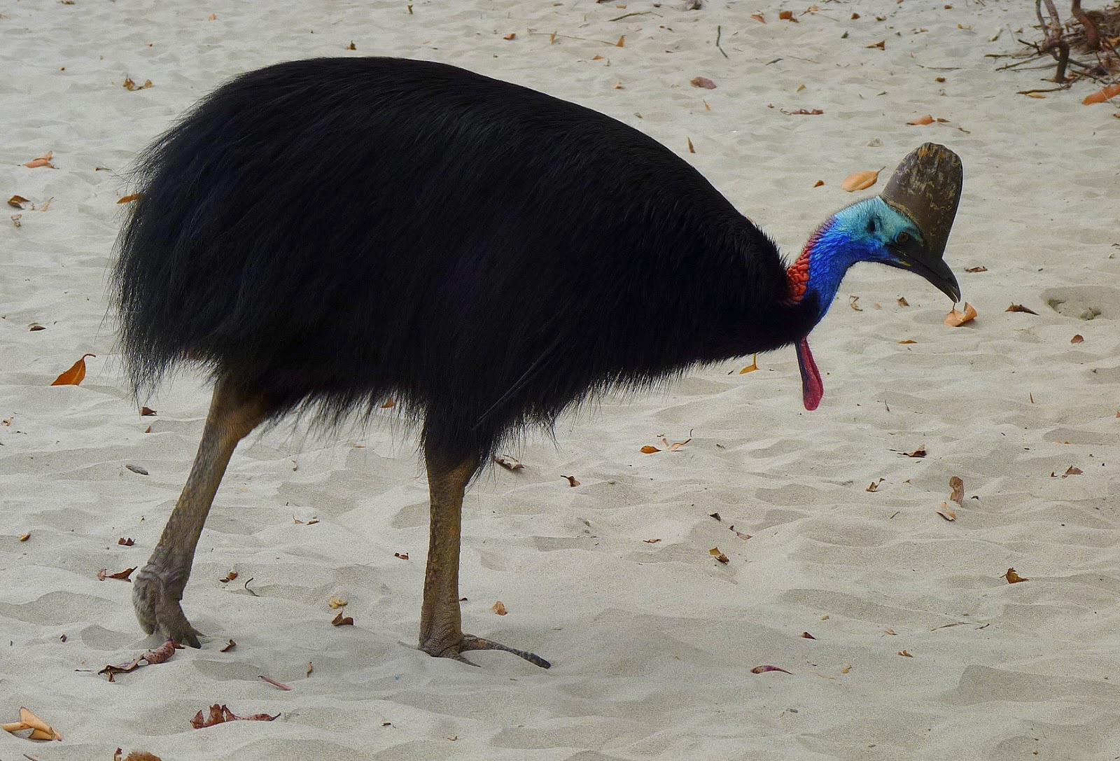 Birding For Pleasure: Birds of Queensland