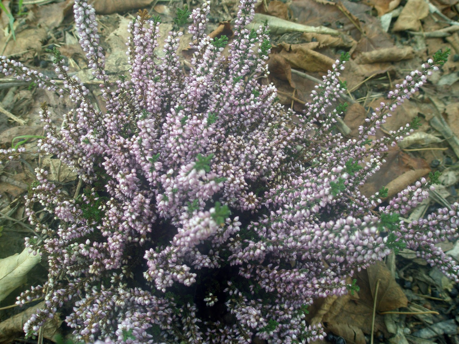 Horta Biológica/Jardim Mediterrânico/Plantas Aromáticas: Planta do mês ...