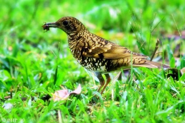 Punglor Sisik - Kenariku