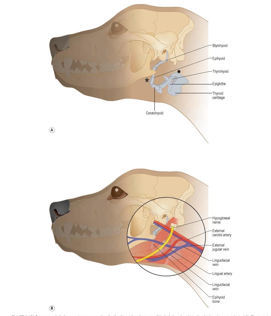 Teknik Operasi Pharyngotomy pada Hewan (Bedah Sistem Digesti ...
