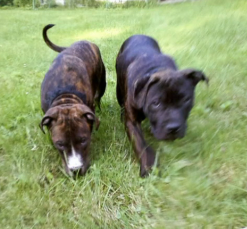 Pit Bull Haters Exposed: Facebook why are you allowing anti pit bull ...