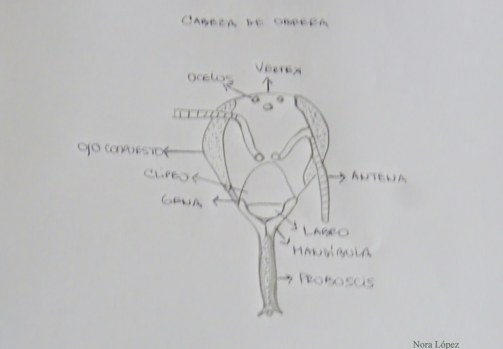 Materia: Anatomía y Fisiología: Trabajo Práctico: Morfología Externa e ...