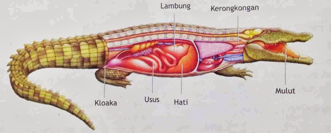 COMPARATIVA DIGESTSYSTEM HEWAN - Biology Page
