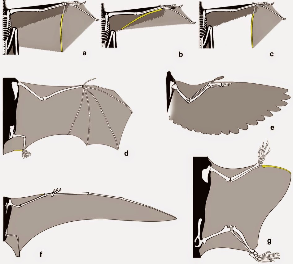 Species New to Science: [Paleontology • 2015] Yi qi • A Bizarre ...