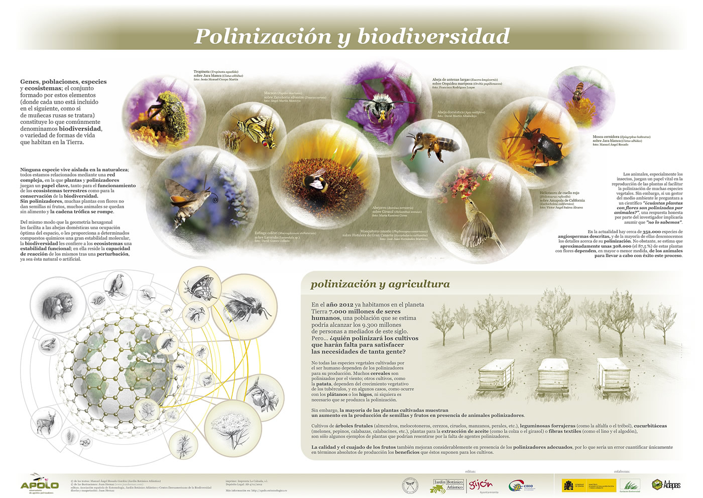 juan hernaz: Polinización: tres láminas didácticas / Pollination: three ...