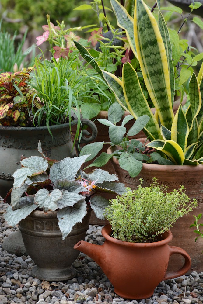 kathyrenwald: Pots, plants and putting them together