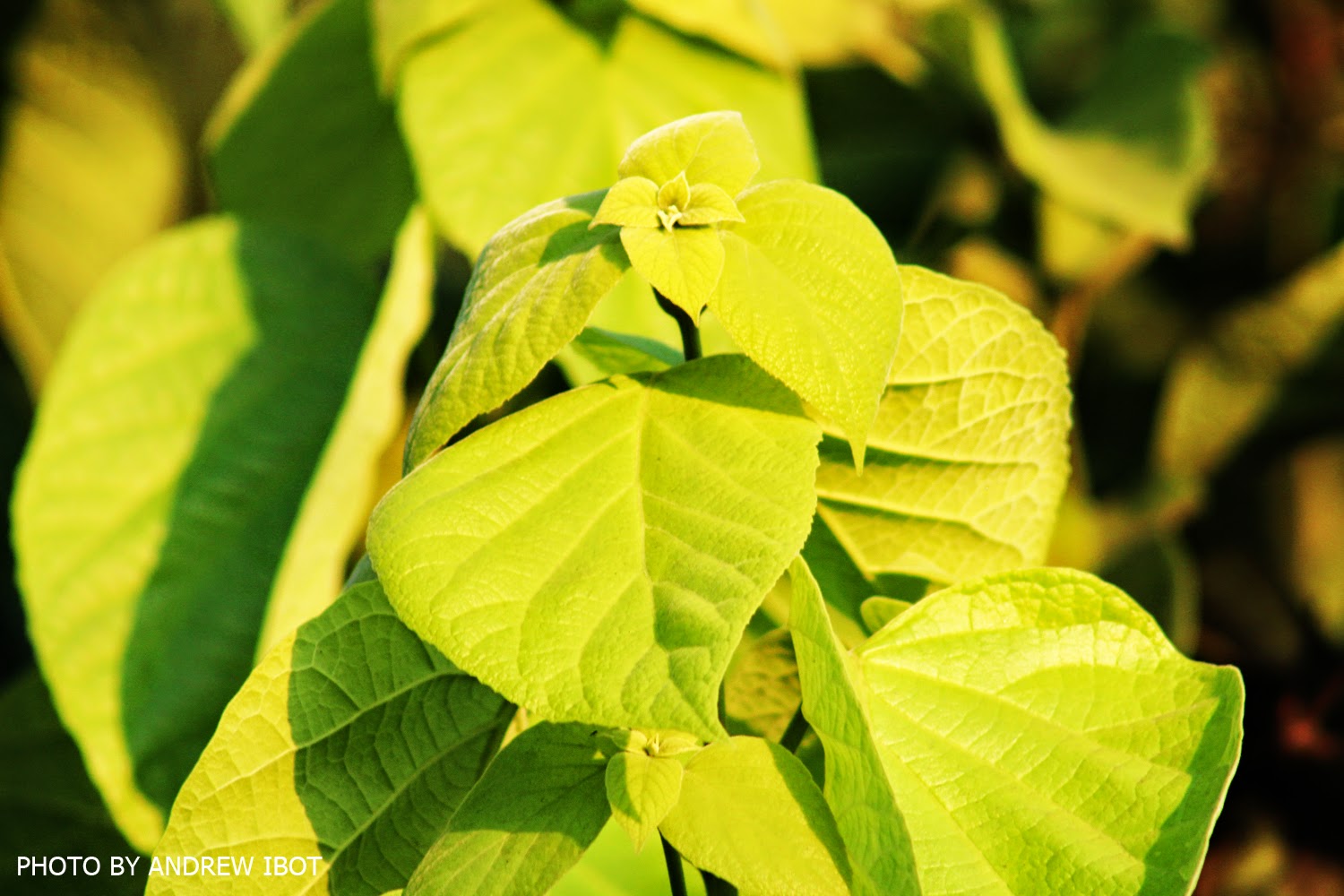 Ako si ANDREW IBOT!: Alagaw (Premna Odorata Blanco)