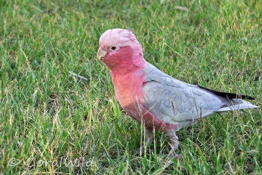 Coral Wild - A Safari Guides Diary: aaaahhh.... the birds!!